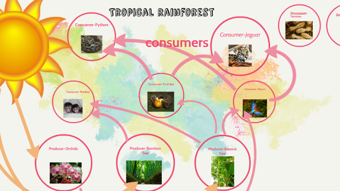 Producer-Bamboo Tree by G A on Prezi