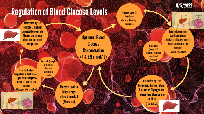 Blood Glucose Levels Regulation by John Luong on Prezi