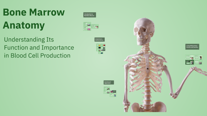 Bone Marrow Anatomy by Maha ABU ABDOU on Prezi