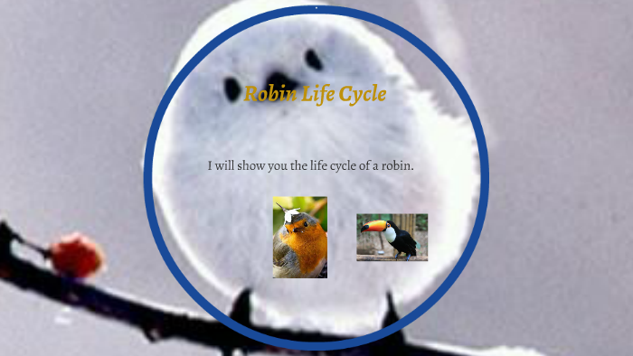 Robin Life Cycle by Avery Todd on Prezi