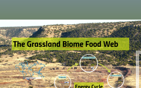 The Grassland Biome Food Web by Sonny Nguyen on Prezi