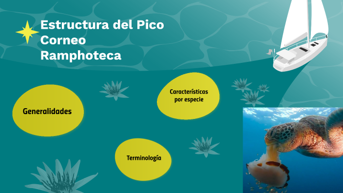 Estructura del Pico Corneo (Ramphoteca) by Jefferson Duarte on Prezi