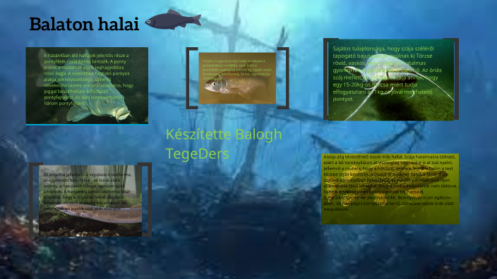 balaton halai by Tege Ders Balogh on Prezi