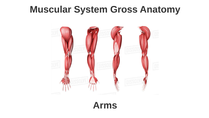 Muscular System Gross Anatomy by Shannon Marrs on Prezi