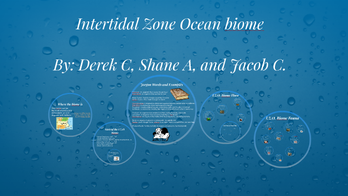 Intertidal Zone Ocean biome by Shane Audet on Prezi