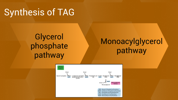 13 BCH3120 - Synthesis of TAG by Nusrat Tazkia on Prezi