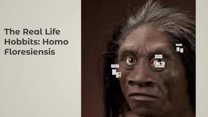 The Real Life Hobbits: Homo Floresiensis by Constantine Cheung on Prezi