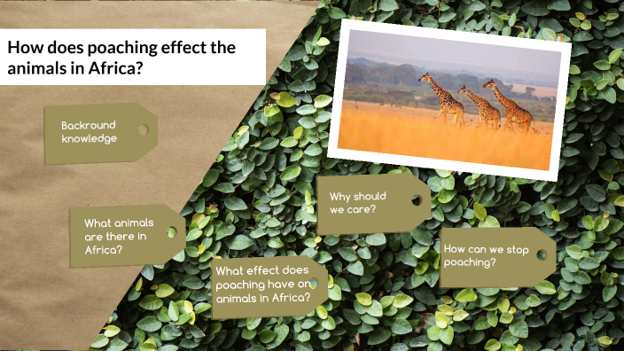 AI project by Anna Nevins on Prezi