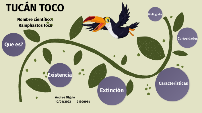 Tucan Toco by ANDREE ALEXIS OLGUIN GARCIA on Prezi