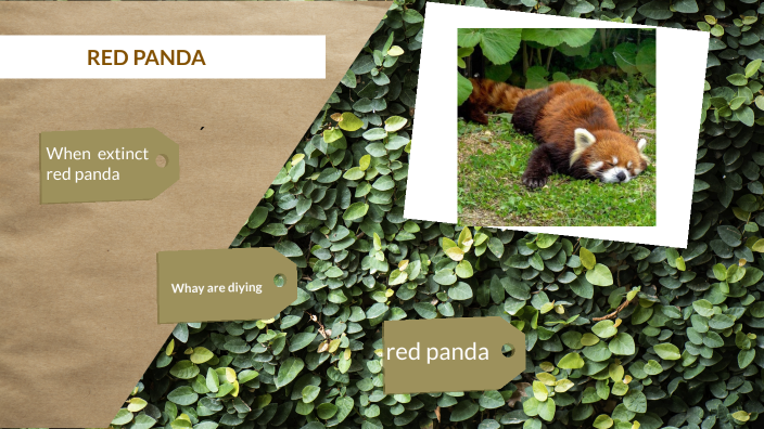 RED PANDA by ESTEFANI POLO on Prezi