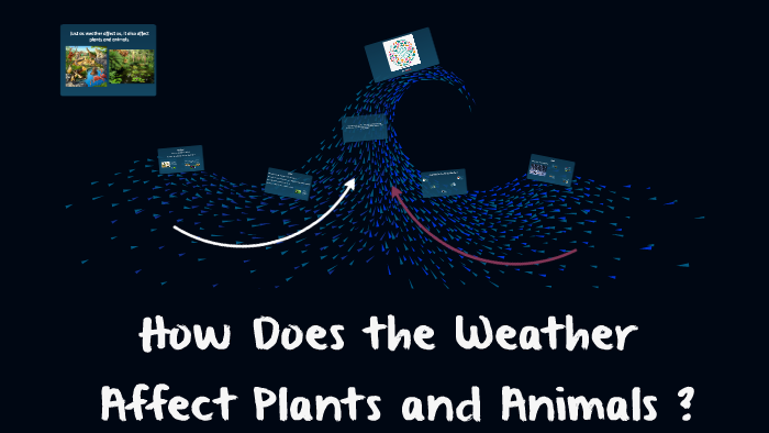 How Does the Weather Affect Plants and Animals ? by Karlina Karlina on ...