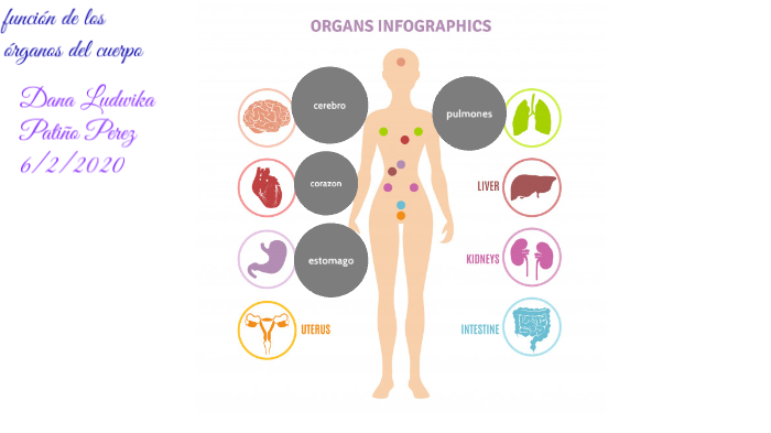 funciones de los órganos del cuerpo by Dana ludwika Patiño pèrez on Prezi