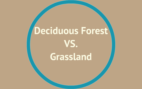 Deciduous Forest by alison capstick on Prezi