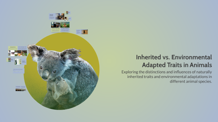 Inherited vs. Environmental Adapted Traits in Animals by katherine ...