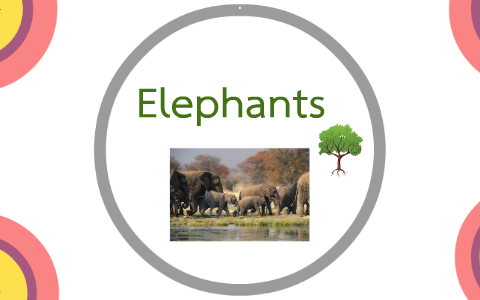 Elephants eat roots, grass, fruit, and bark. by Alexis Gerace on Prezi