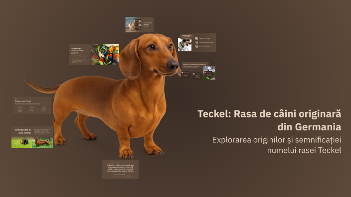 Teckel: Rasa de câini originară din Germania by MELANIA MAIER on Prezi