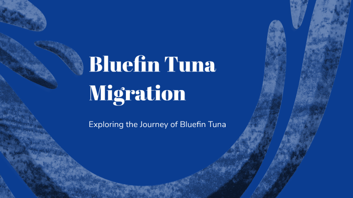 Bluefin Tuna Migration by Emmir Moreno Ceballos - WLM Student on Prezi