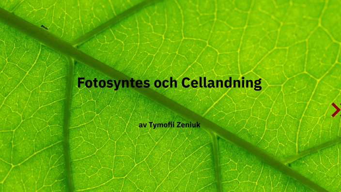 Fotosyntes och Cellandning by Tymofii Zeniuk on Prezi