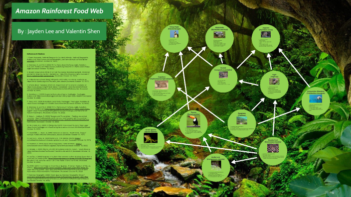 Food Web of the Amazon by SHEN YU XIN G10L-26 on Prezi