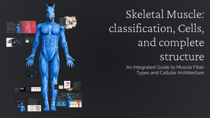 Skeletal Muscle: Structure, Cells, and Comparison with Other Muscle ...