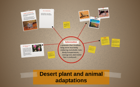 Desert plant and animal adaptations by Carly Beers