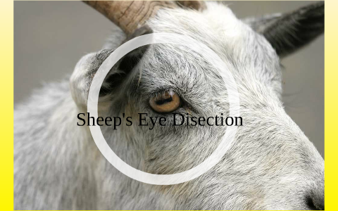 Sheep's Eye Dissection by Faheem Manzoor on Prezi