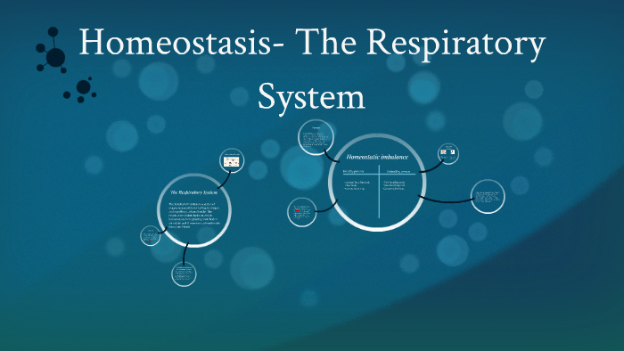 Homeostasis- The Respiratory System by Bella Simon on Prezi
