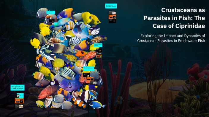 Crustaceans as Parasites in Fish: The Case of Ciprinidae by Akram Akram ...