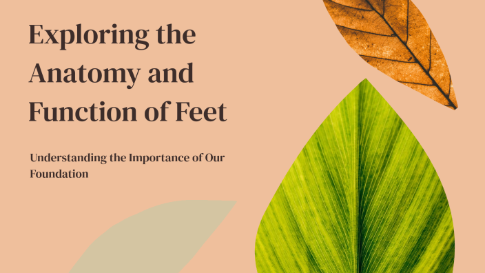 Exploring the Anatomy and Function of Feet by Liam Plett on Prezi