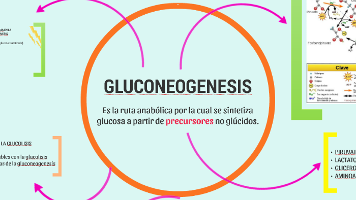 GLUCONEOGENESIS by on Prezi