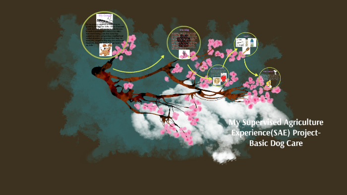 My SAE Project by emily tinoco on Prezi