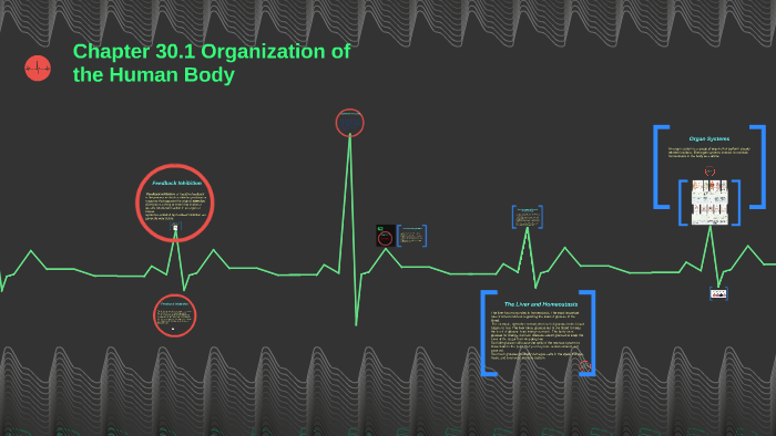 Chapter 30.1 Organization of the Human Body by Sara Gebeyehu on Prezi