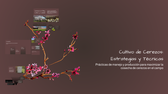 Cultivo de Cerezos: Estrategias y Técnicas by VIVIANA FRANCISCA ...