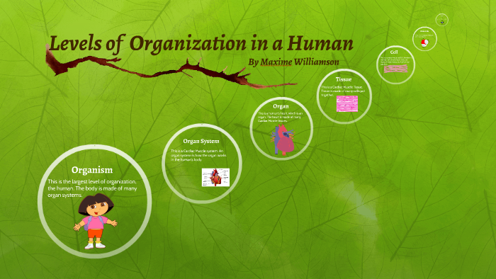 Levels of Organization in a Monkey by Maxime Williamson on Prezi