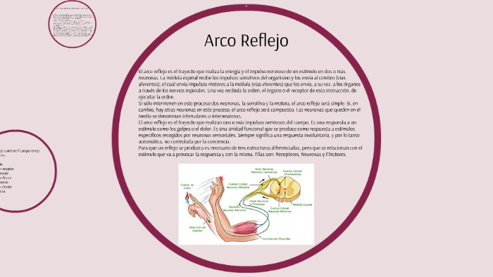 Arco reflejo y Acto reflejo by Mariana Andrea Alvarado Madariaga on Prezi