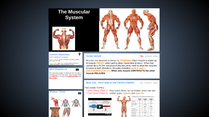 Muscular System by Jessica Noone