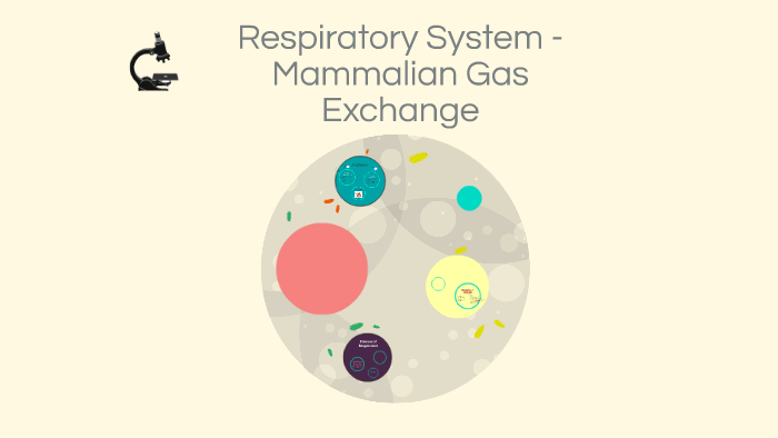 Respiratory System - Mammalian Gas Exchange by Lauren Jagelman on Prezi