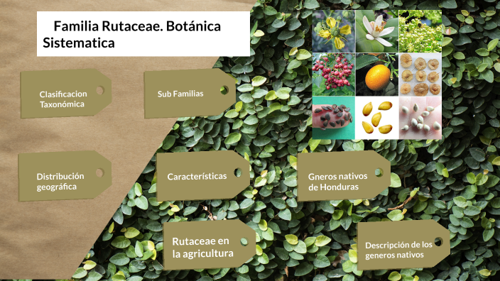 Familia Rutaceae. Botánica Sistematica by PEDRO SAMUEL MART NEZ MART NEZ on Prezi