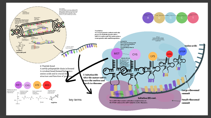 Polypeptide Synthesis Model by Ilisha Senevirathne on Prezi
