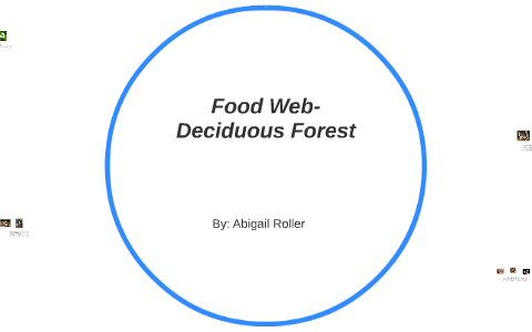 Food Web- Deciduous Forest by Abigail Roller on Prezi