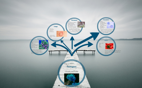 Pathogen Chart by Mike Oxbig on Prezi