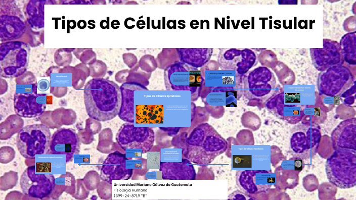 Tipos de Células en Nivel Tisular by JEYMY NAYELI MENDEZ ESCALANTE on Prezi