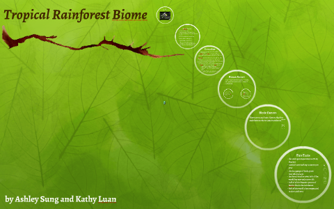 Tropical Rainforest Biome by Kathy L