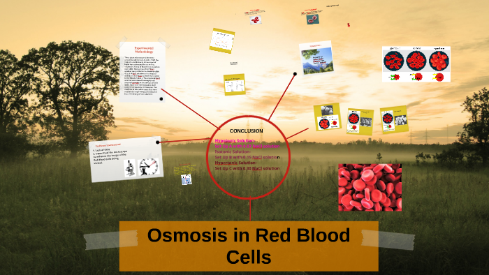 Osmosis in Red Blood Cells by Eugie Cinco on Prezi