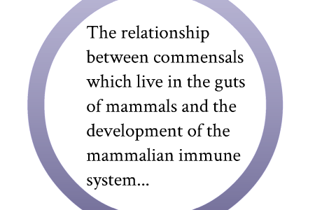 The relationship between commensals which live in the guts of mammals ...