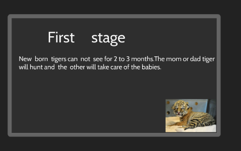 Tiger life cycle by Kevin Ruff on Prezi