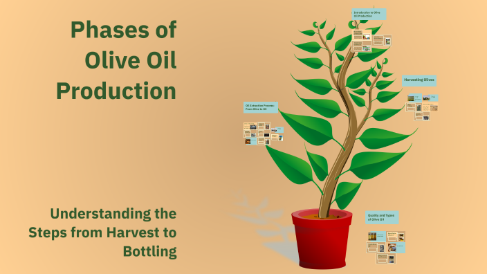 Phases of Olive Oil Production by Domenico Fotino on Prezi