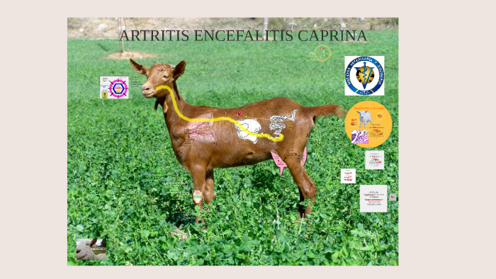artritis encefalitis caprina by Adriana Brito Gomez on Prezi