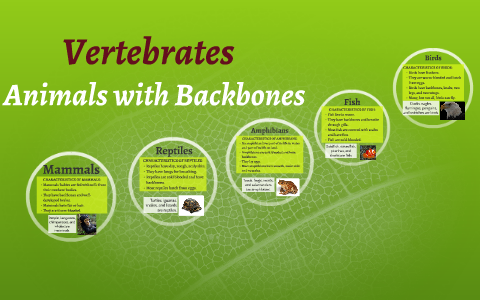 Vertebrates - animals with backbones by Joanne Rohrer on Prezi