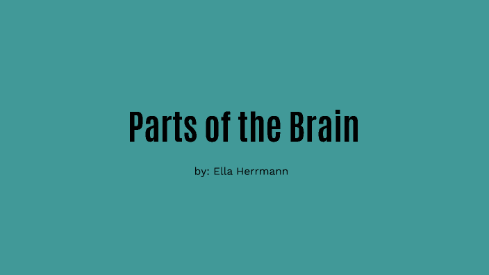 Parts of the Brain by Ella Herrmann on Prezi